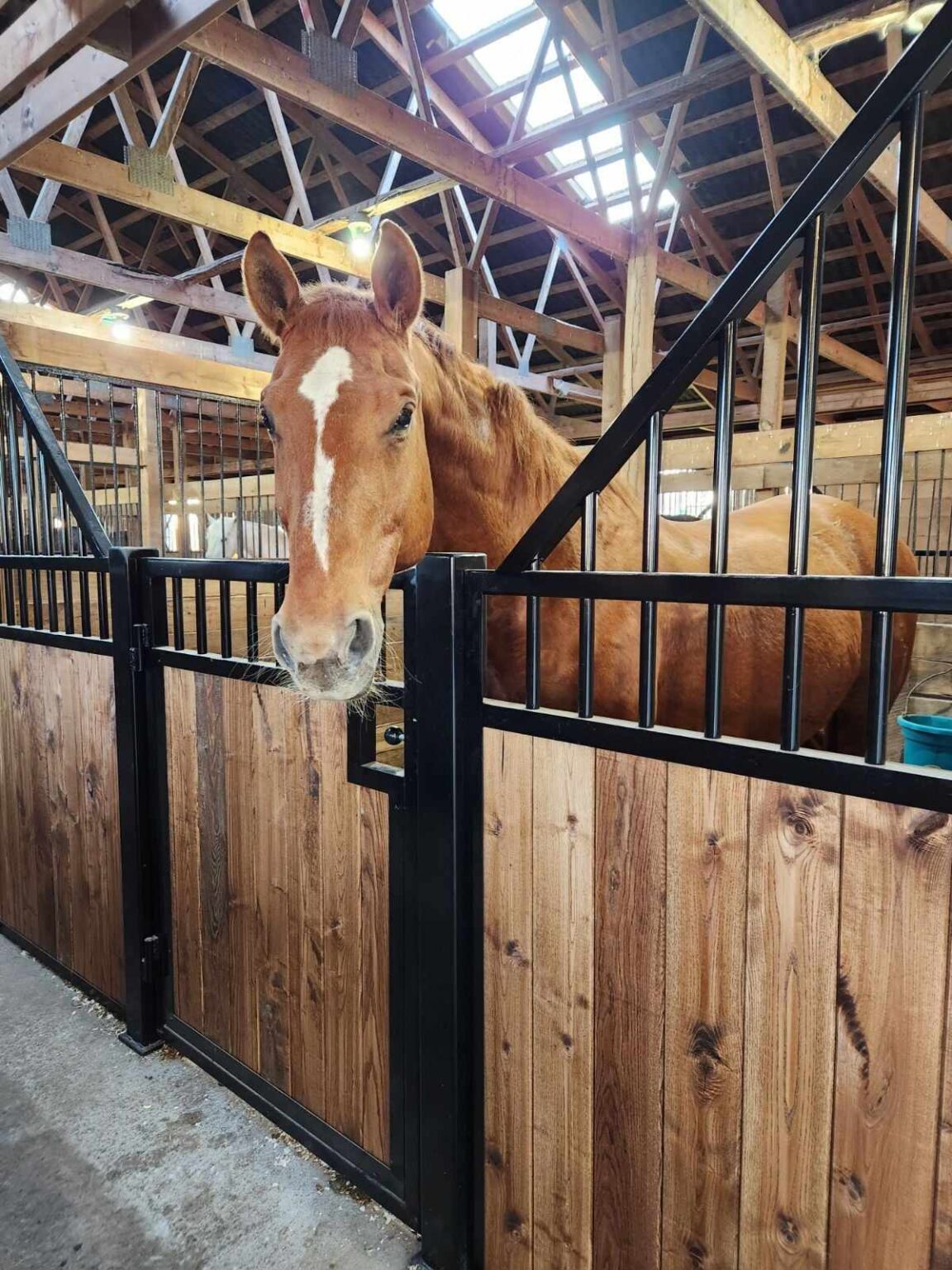 Boarding – Dykman Stables Ltd